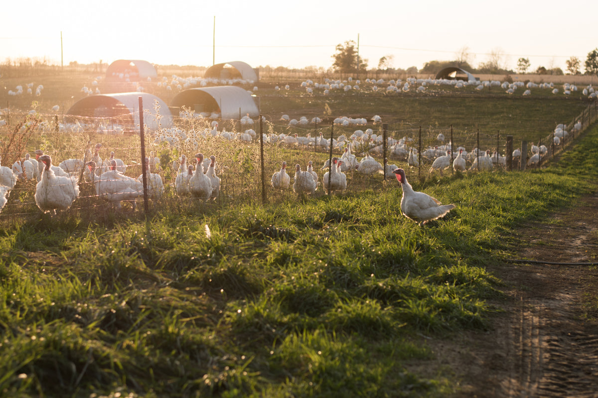 Boneless, Double-lobe Turkey Breast – Gunthorp Farms